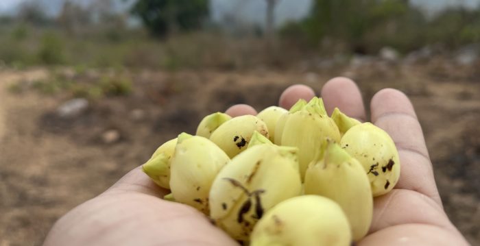 Mahua: The Tree of Life and Livelihoods - CLAPs