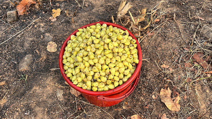 Mahua: The Tree of Life and Livelihoods - CLAPs